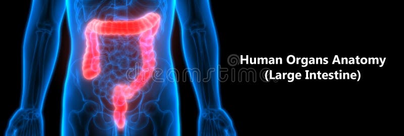 Human Digestive System Anatomy Large Intestine Stock Illustration ...