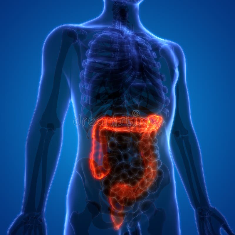 Human Digestive System Anatomy Large Intestine Stock Illustration ...