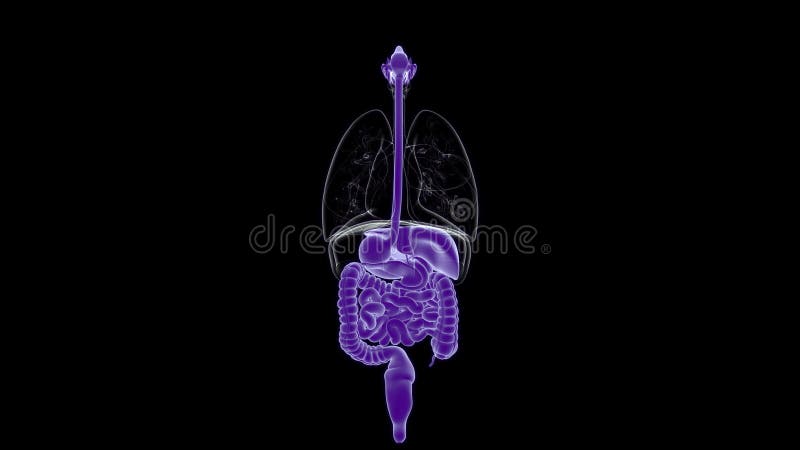 Human Digestive System Anatomy for Medical Concept 3D Stock Video ...