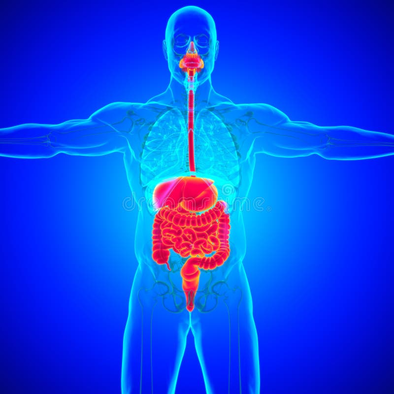 Human Digestive System Anatomy for Medical Concept 3D Stock ...