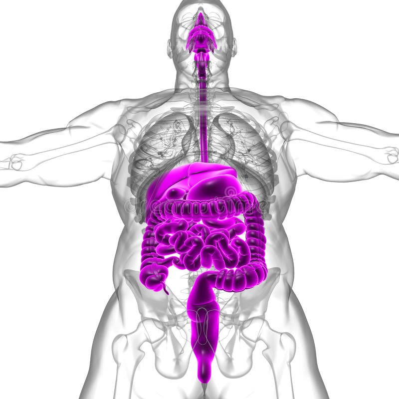 Human Digestive System Anatomy for Medical Concept 3D Stock ...
