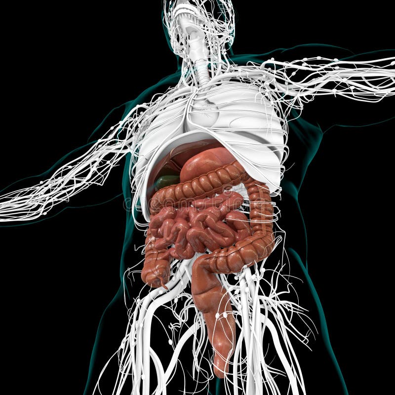 Human Digestive System Anatomy for Medical Concept 3D Stock ...