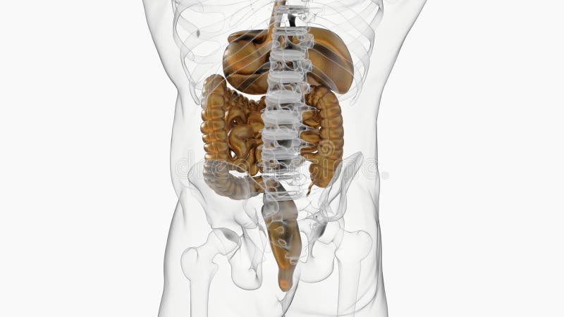 Human Digestive System Anatomy for Medical Concept 3D Rendering Stock ...