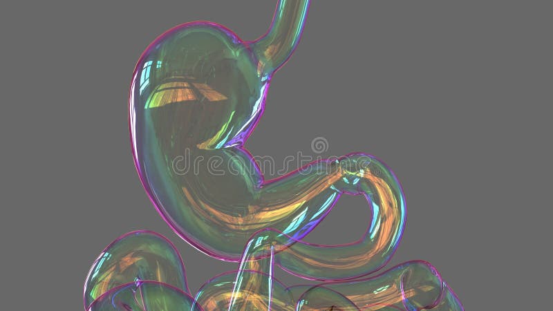 Human Digestive System Anatomy for Medical Concept 3D Rendering Stock ...