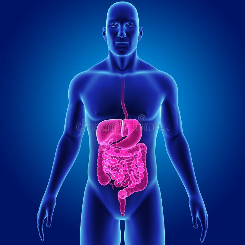 Human Digestive System with Body Anterior View Stock Illustration ...