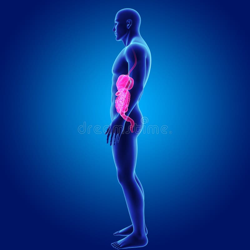 Human Digestive System with Body Lateral View Stock Illustration ...
