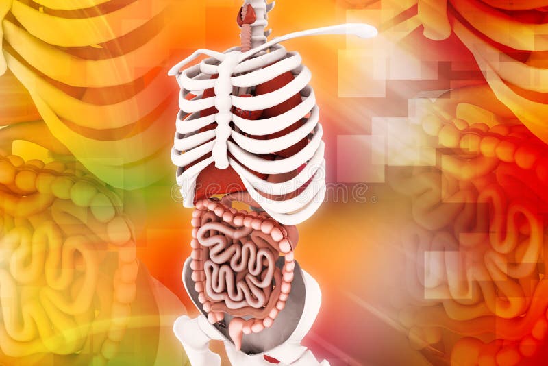 Human digestive system stock illustration. Illustration of illustrative ...