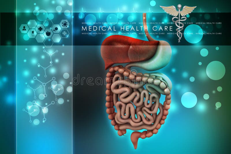 Human digestive system stock illustration. Illustration of healthy ...