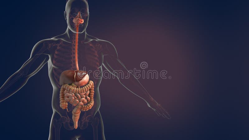 Anatomy of Human Digestive System 3D Illustration Stock Illustration ...