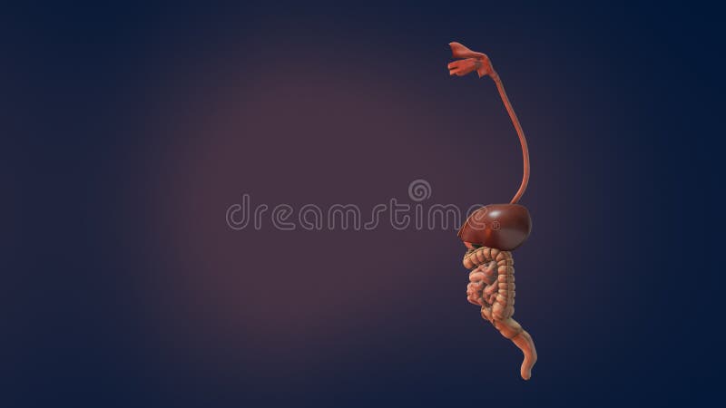 Anatomy of Human Digestive System 3D Illustration Stock Illustration ...