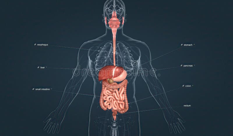 The Human Digestive System Consists of the Gastrointestinal Tract and ...