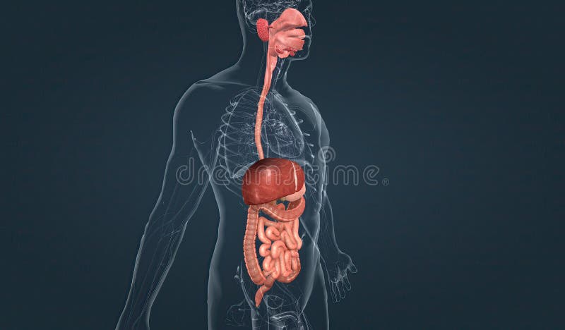 The Human Digestive System Consists of the Gastrointestinal Tract and ...