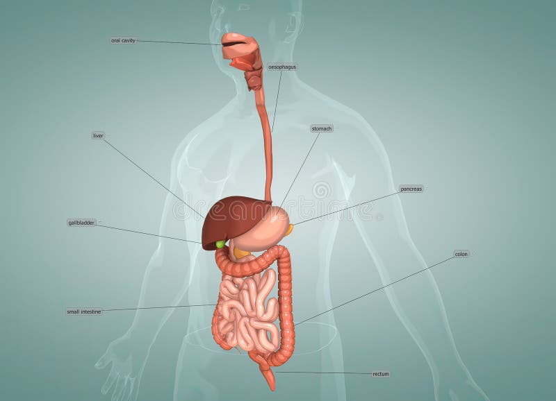 The Human Digestive System Consists of the Gastrointestinal Tract Plus ...