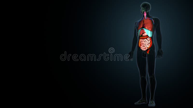 3d Illustration of Human Body Stomach Digestive System Anatomy. Stock ...