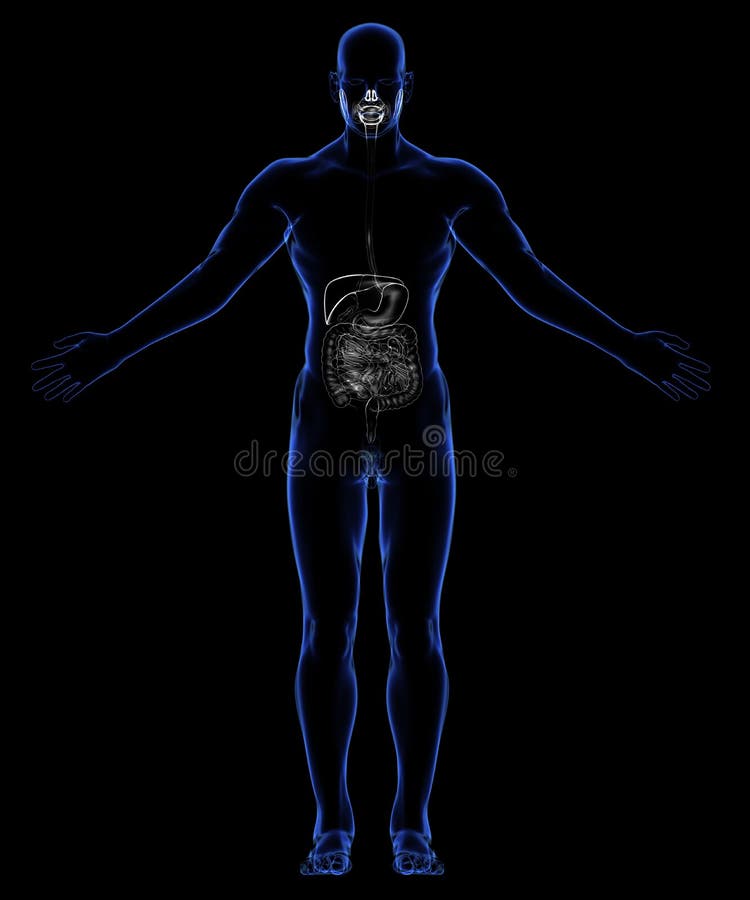 Human Digestive System stock illustration. Illustration of cecum - 36788910