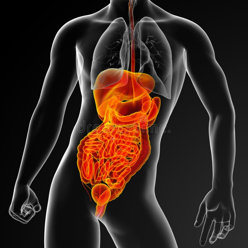 The Human Body - Digestive System Stock Illustration - Illustration of ...