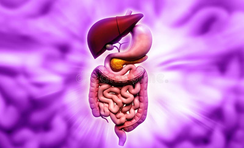 Human digestive system stock illustration. Illustration of illustrative ...