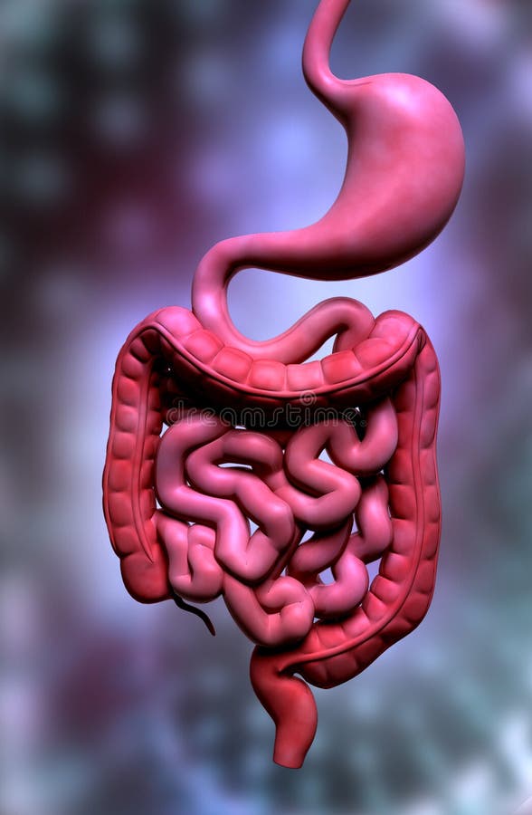 Human digestive system stock illustration. Illustration of medical ...