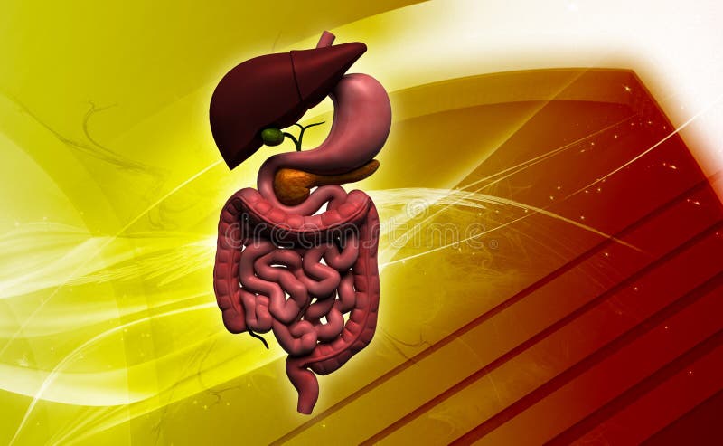 Human digestive system stock illustration. Illustration of tract - 34850087