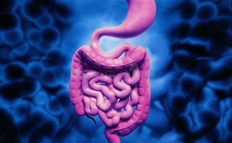 Human Digestive System Diagram, Vector Illustration in Simple Black and ...