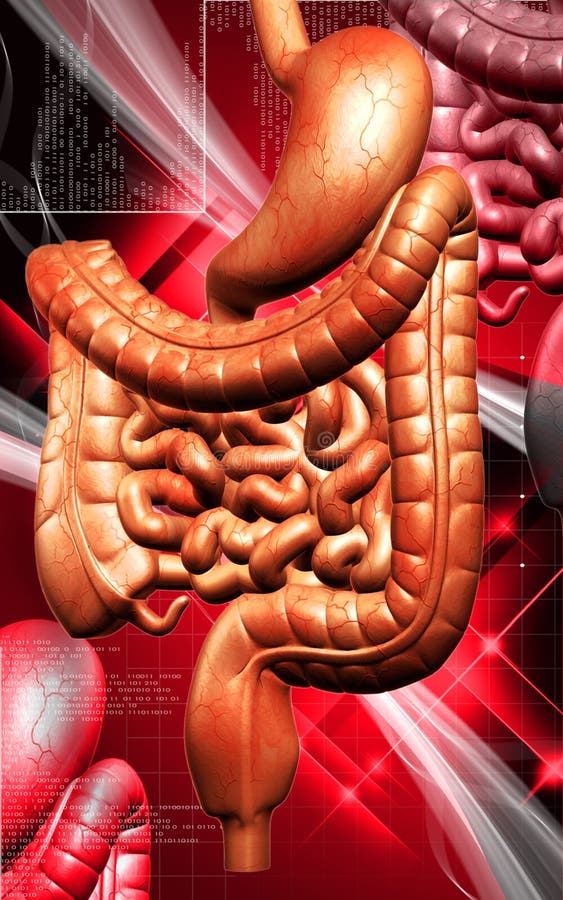 Human Digestive System Diagram, Vector Illustration in Simple Black and ...