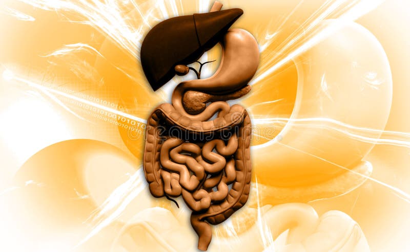 Human Digestive System Diagram, Vector Illustration in Simple Black and ...