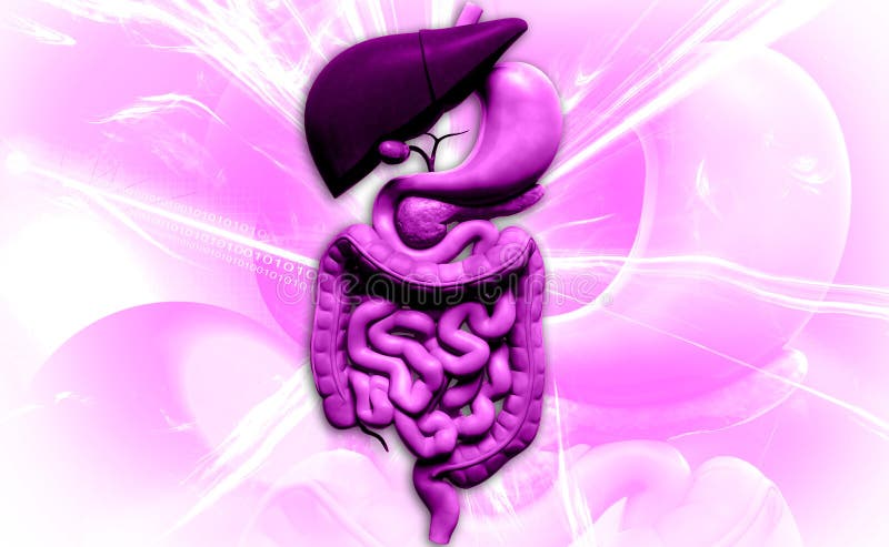 Human digestive system stock illustration. Illustration of liver - 40997953