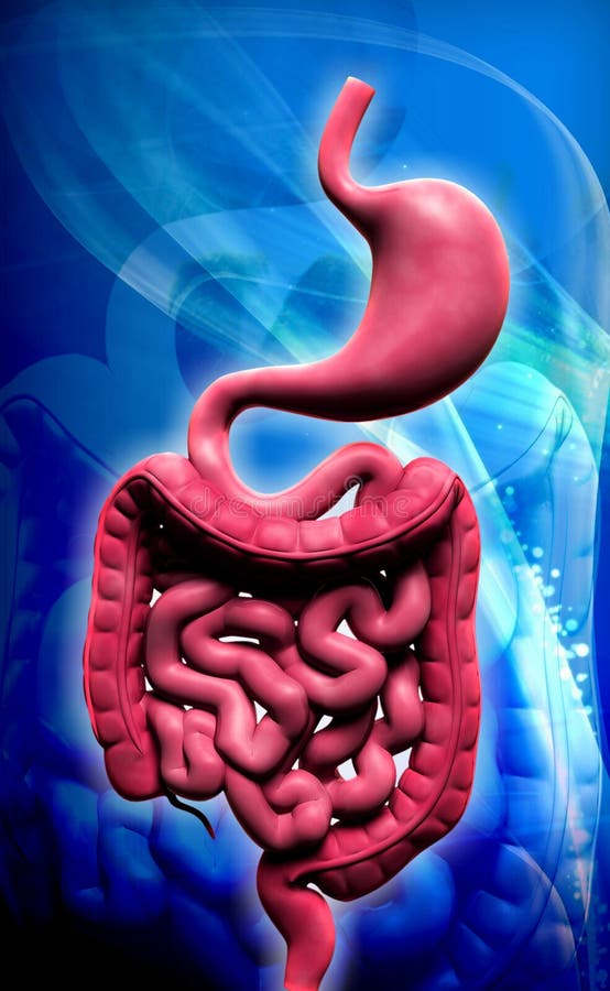 Human digestive system stock image. Image of food, illustrative - 35537773