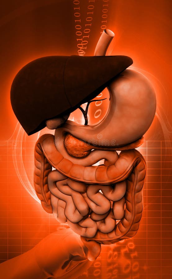Human Digestive System (Extraction) Stock Photo - Image of anatomy ...