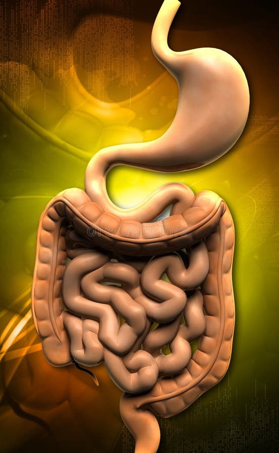Human digestive system stock illustration. Illustration of liver - 40997953