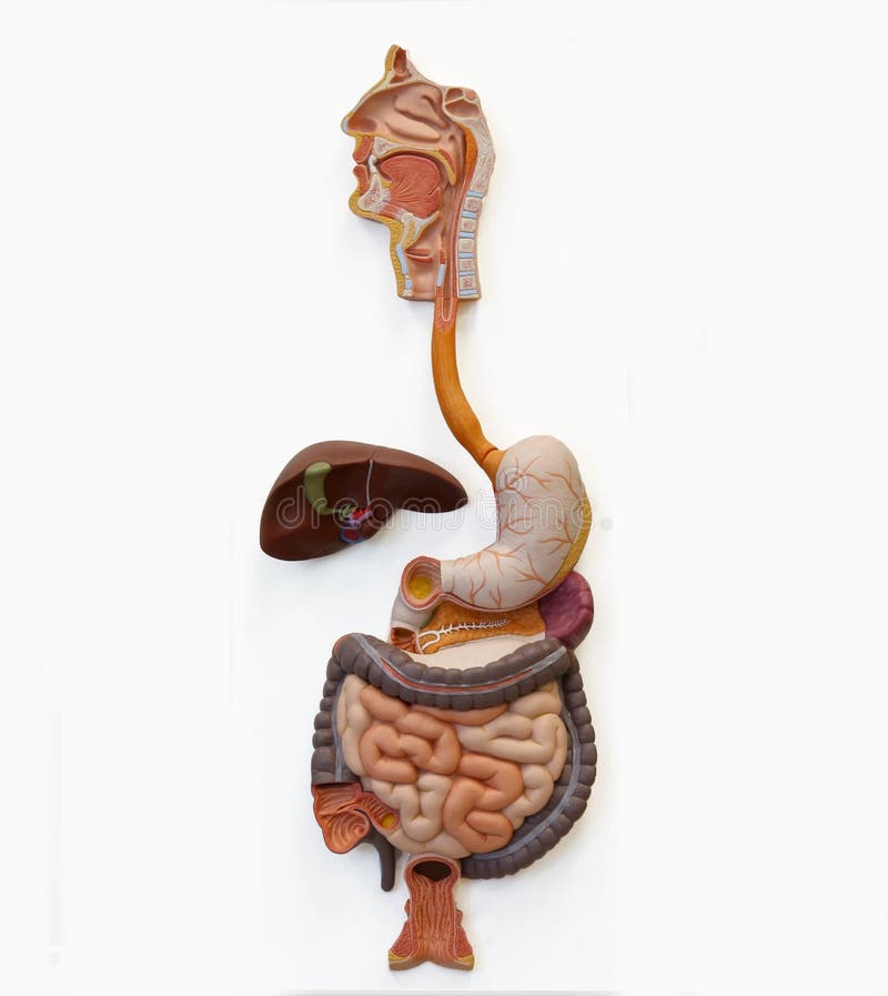 Digestive System Organs Real