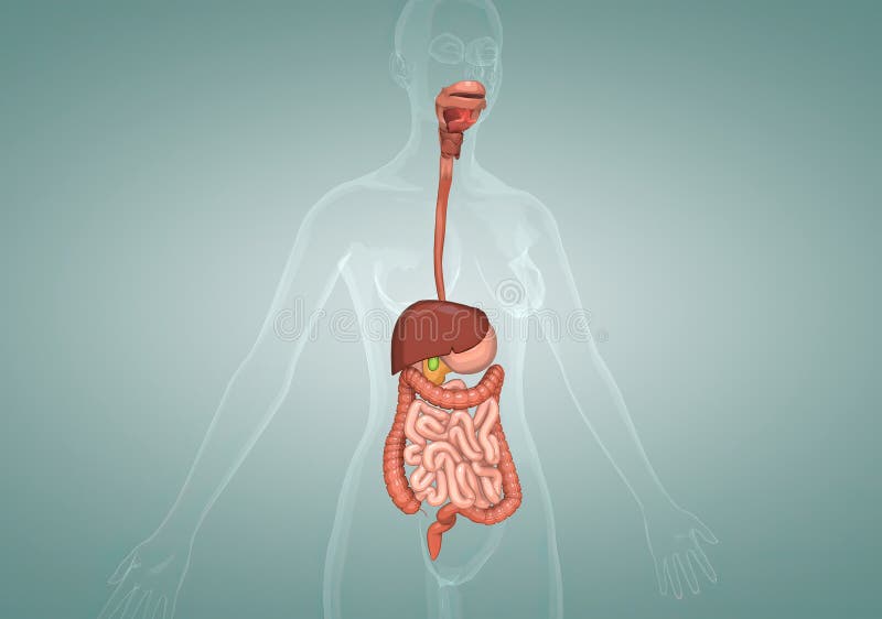 Human Digestive System of a Female Stock Illustration - Illustration of ...