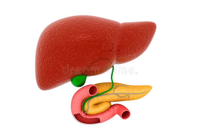 Human digestive system stock illustration. Illustration of digestive ...