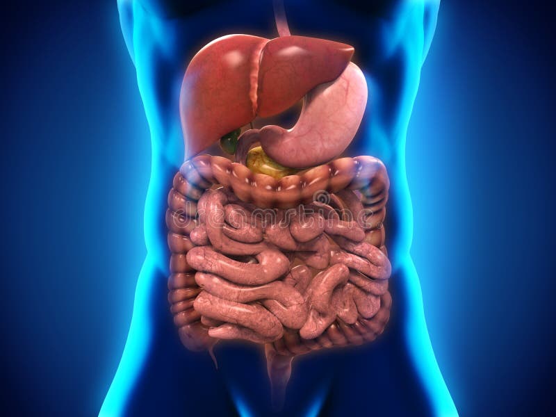 Internal Organs Front View stock illustration. Illustration of chart ...