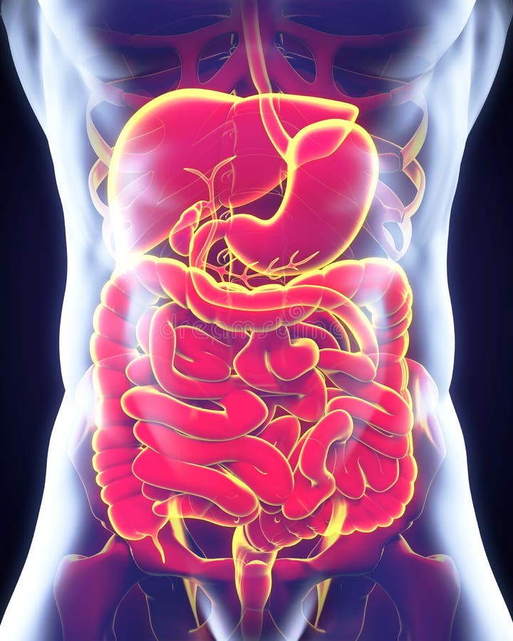 Human Digestive System stock illustration. Illustration of body - 42429782