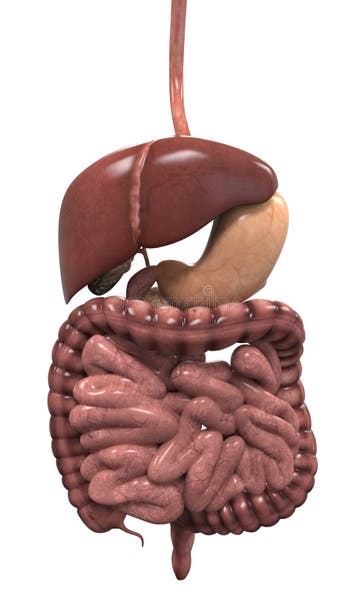 Human Digestive System White Background Stock Illustrations – 6,705 ...