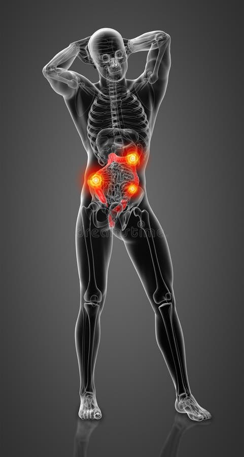 3D Rendering Illustration of Large Intestine Stock Illustration ...