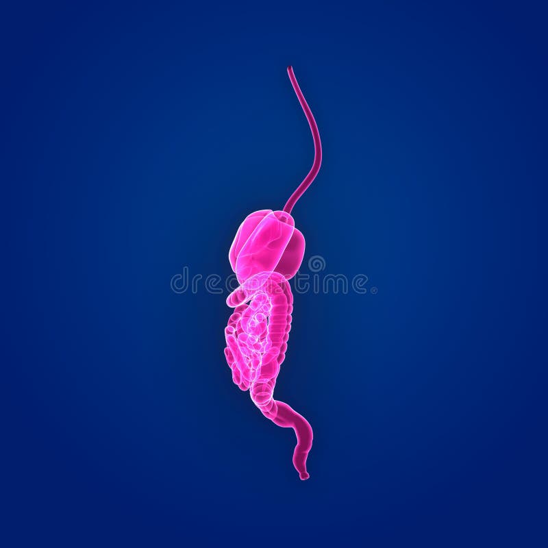 Human Digestive System Lateral View Stock Illustration - Illustration ...