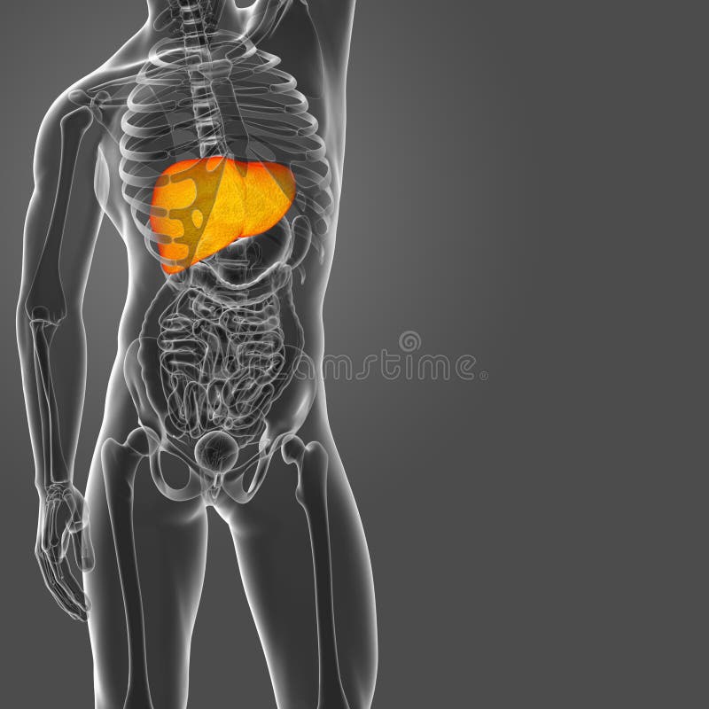Human Digestive System Liver Stock Illustration - Illustration of ...