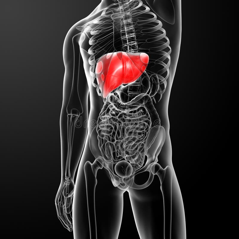 Human Digestive System Liver Red Colored Stock Illustration ...