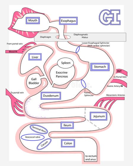 Human Digestive System Drawing Stock Illustrations – 2,319 Human ...
