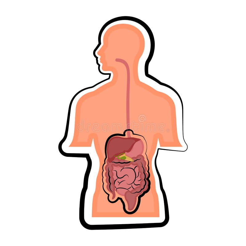 Human Digestive System in a Man Body Stock Vector - Illustration of ...