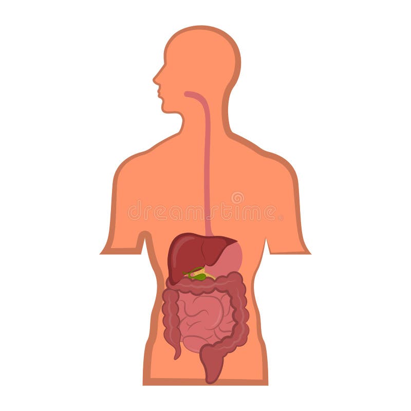 Human Digestive System in a Man Body Stock Vector - Illustration of ...