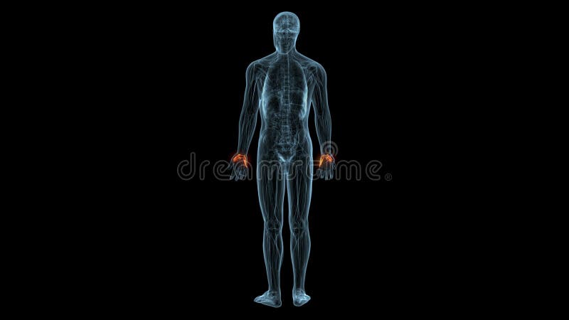 Human Digestive System Organs Anatomy System Stock Footage - Video of ...