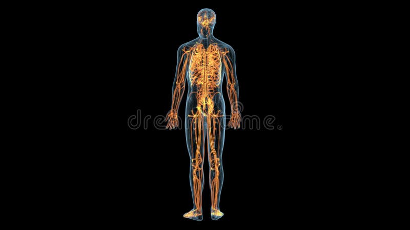 Human Digestive System Organs Anatomy System Stock Footage - Video of ...