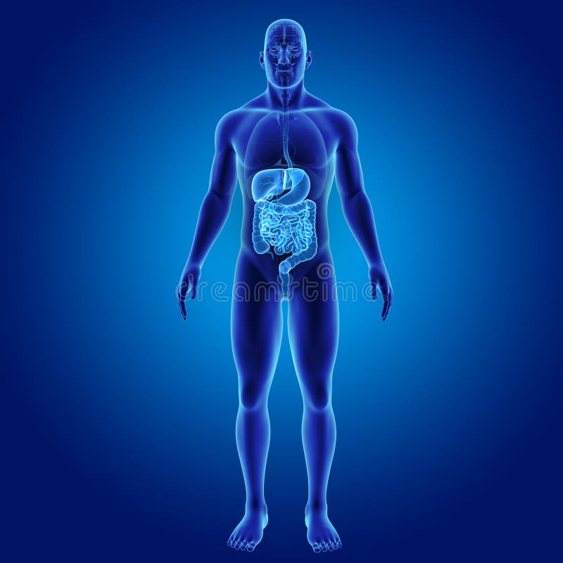 Human Digestive System with Organs Anterior View Stock Illustration ...