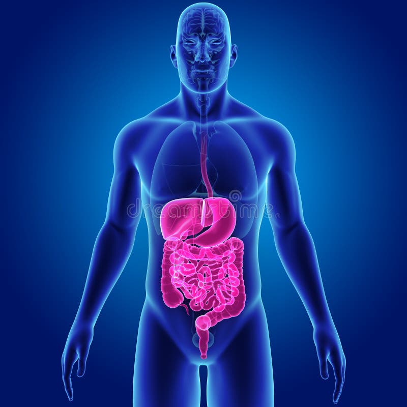 Human Digestive System with Organs Anterior View Stock Illustration ...