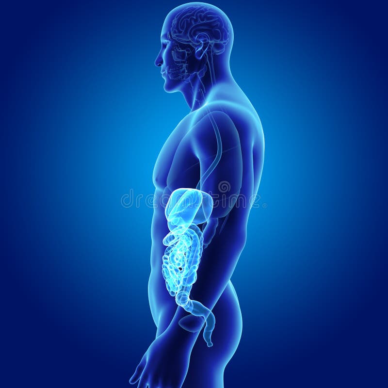 Human Digestive System with Organs Lateral View Stock Illustration ...