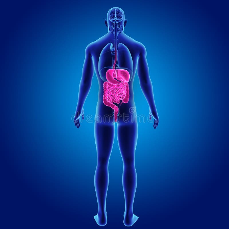 Human Digestive System with Organs Posterior View Stock Illustration ...