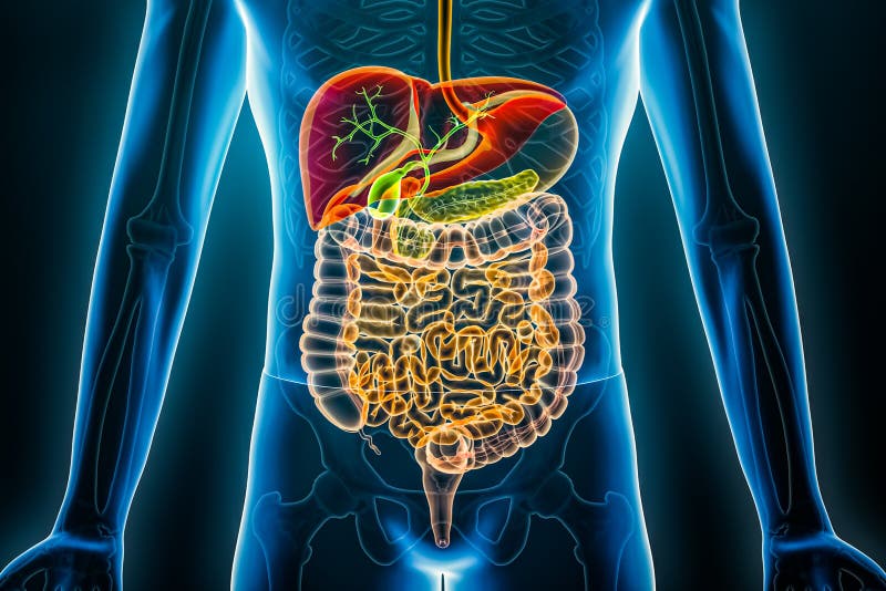 Human Digestive System X-ray. Organs of the Gastrointestinal Tract 3D ... Human Digestive System X-ray. Organs of the Gastrointestinal Tract 3D ...